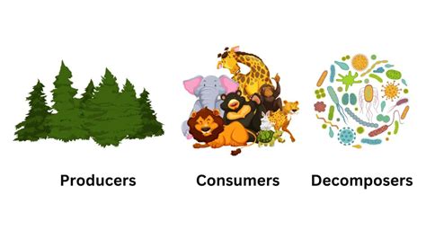 Structure And Function Of Ecosystems Definition Types Biology Notes Online