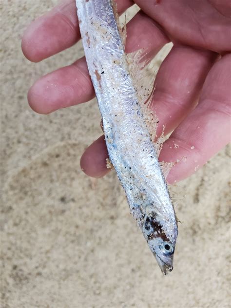 Atlantic Cutlassfish