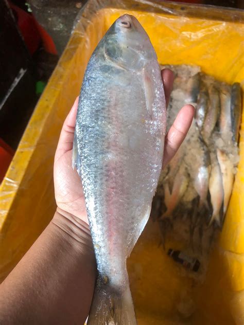 ပိတ်ရက်မှာ ငါးသလောက်လေး ၁၃ ရှမ်းအိုးစည် စားဖွယ်စုံ