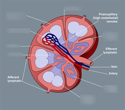 Lymph Node Diagram 2 Diagram Quizlet