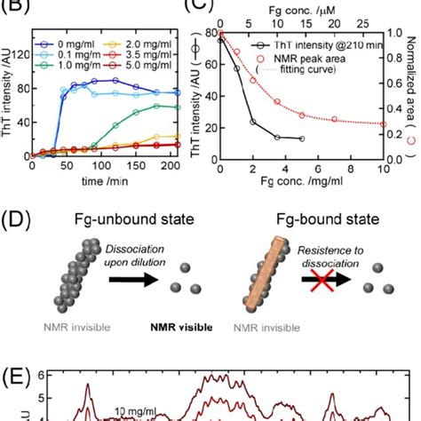 A Schematic Picture Of The Amyloid Fibril Formation The Nucleus Which Download Scientific