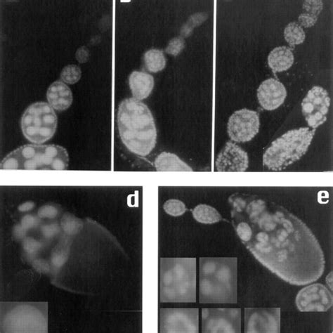 Dapi Staining Showing Nurse Cell Nuclear Morphology In Wild Type And Download Scientific