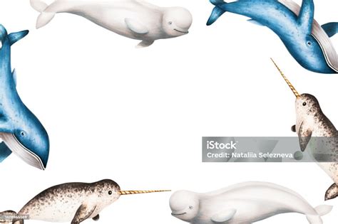 벨루가 푸른 고래 일각고래가 흰색 배경에 격리된 수채화 프레임 손으로 그림 현실적인 북극과 남극 해양 포유류 디자이너 장식 엽서 포장지 스크랩북 표지 로고 초대장 포스터 및