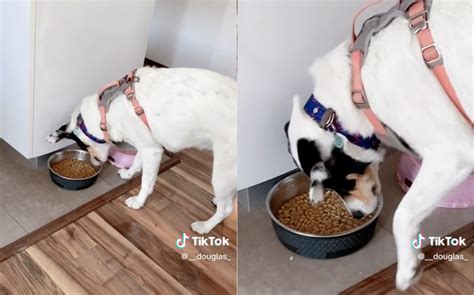 Perra Finge Comer Para Que La Saquen A Pasear Video Viral En Tiktok