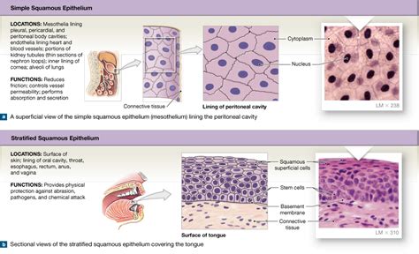 Simple Squamous Epithelium Function Quizlet Slide Share Anatomy