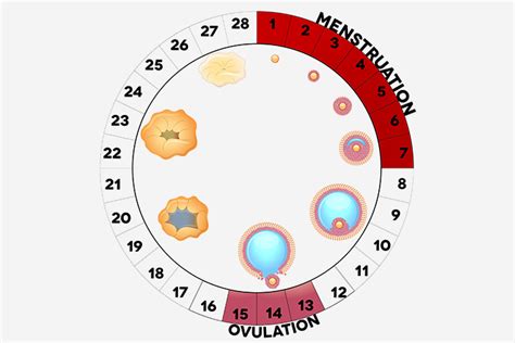 Puede Ovular Más De Una Vez Por Mes O Ciclo Askwomenonline