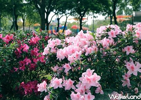 不用衝陽明山看繡球花！北市「杜鵑冶園」成新首選 生活 Nownews今日新聞