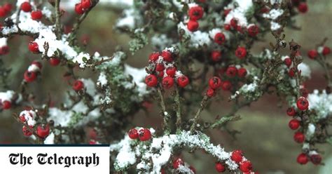 Is It Time To Prune Cotoneaster The Telegraph