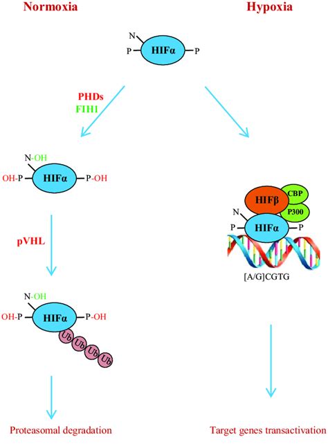 Schematic Diagram Of The HIF Pathway Under Normoxic Conditions The Download Scientific