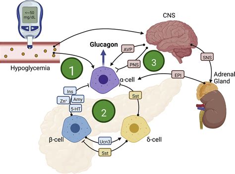 The Past Present And Future Physiology And Pharmacology Of Glucagon