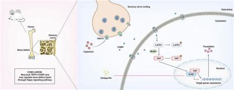 神经元trpv1 Cgrp轴通过hippo信号通路调节骨缺损修复 Cellular Signalling X Mol