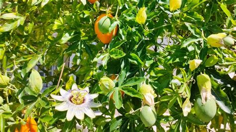 Passiflora Incarnata Systematics Etymology Habitat Cultivation