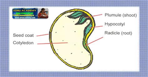 SONU ACADEMY Structure Of Seed