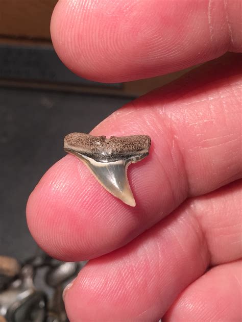 Hammerhead Sharp Teeth
