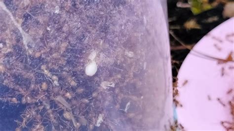 ตามติดชีวิตตัวอ่อนแม่เป้งและไข่ใหญ่ ปล่อยลงรังเทียมวันที่ 2 มดแดงรังเทียม เลี้ยงมดแดงรังเทียม