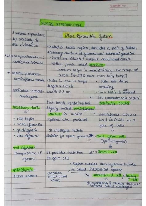 Solution Difference Between Male And Female Reproductive System Themeroute