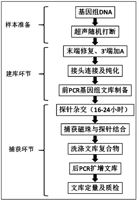 Diagnostic Kit For Obesity Gene Mutation And Application Thereof Eureka Patsnap