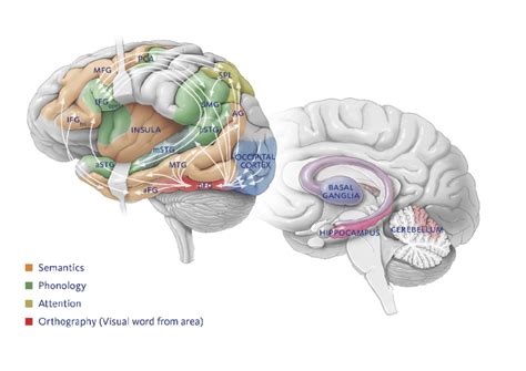 Brain Regions Involved In Language Processing Illustrating The Dorsal Download Scientific