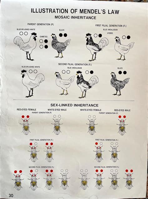 Mendel S Law Chart Original 1960s Science And Education Poster Mosaic Inheritance Sex Linked