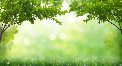 Tree Powerpoint Background