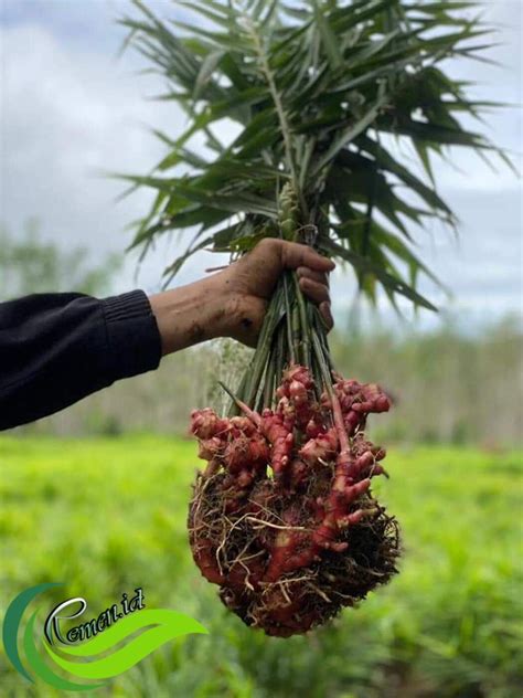 Budidaya Jahe Merah Gunakan Polybag Media Hobi Dan Informasi