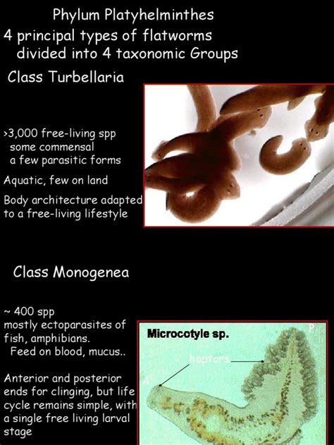 Flatworms Segmented And Round Worms Pdf Nematode Parasitism