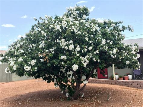 Cordia Boissieri