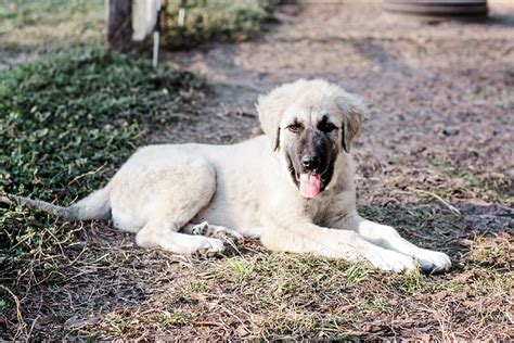 Anatolian Pyrenees Dog Breed Info Pictures Temperament And Traits Dogster