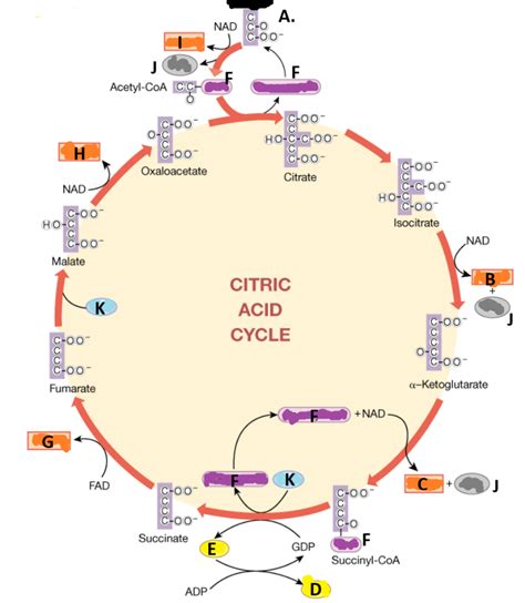 Citric Acid Cycle Diagram Diagram Quizlet