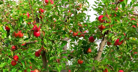 How To Take Apple Tree Cuttings Garden Doctor