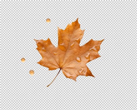 Изолированный осенний лист на прозрачном фоне Премиум Psd Файл