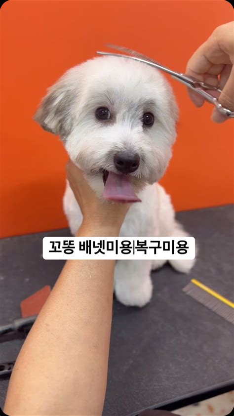 비쇼네 신촌애견미용 비숑미용 꼬똥미용 푸들미용 Bichonnerewha • Instagram Photos And Videos
