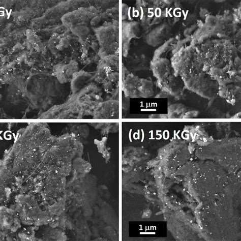 Fesem Micrographs Of Pd Metal Particles On Cnt Synthesized Using 01 M