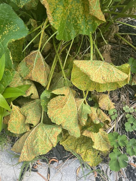 Rust Fungus Scale Or Something Else I Forget The Name Of The