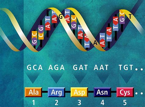 Genetic Code Definition General Properties And Characteristics Biology Ease