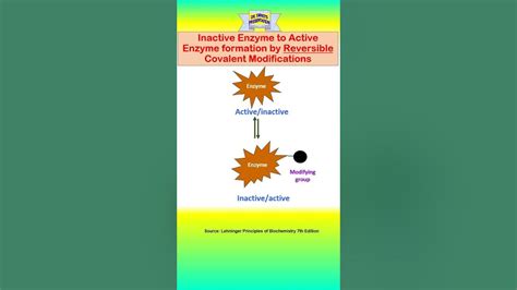 Inactive Enzyme To Active Enzyme Formation By Reversible Covalent Modifications Enzyme