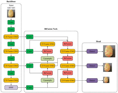 Bud Yolov8s A Potato Bud Eye Detection Algorithm Based On Improved Yolov8s