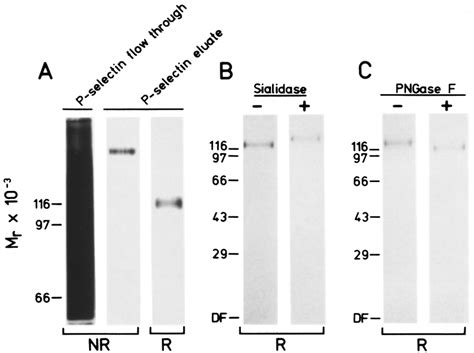 Analysis Of The P Selectin Ligand Purified From [3h]glucosamine Labeled Download Scientific