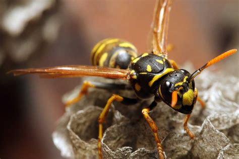Wasps Vespula Archives Gardeners Path