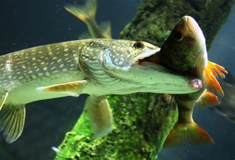 Интересные факты щука