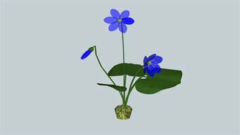Hepatica 3d Warehouse