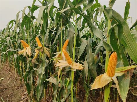 Muhammad Talha Sajjad On Linkedin Allhamdulliah Our Double Hybrid Seed Production Is Ready For