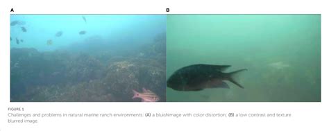 Figure 1 From An Underwater Image Enhancement Model For Domain Adaptation Semantic Scholar