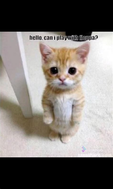 Floppa Song R Floppa