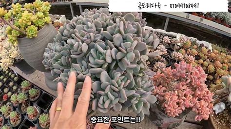 고수들끼리만 알고 키우는 다육식물이 있다 도대체 뭘까요 곰도리다육 01099708497 곰도리다육 다육식물 양평군 다육이 다육이키우기 Youtube