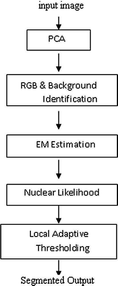 Segmentation Of Cellular Components Download Scientific Diagram