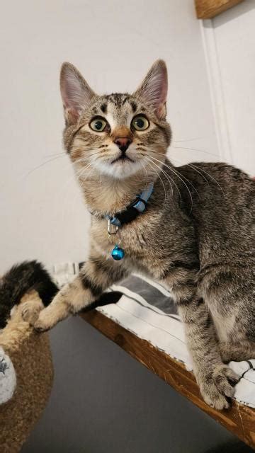Adoption Gallery Forever Homes Cat Rescue