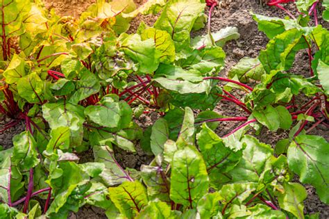 침대에있는 비트 뿌리의 꼭대기 정원 꼭대기 전망에있는 비트 녹색 잎이 가까이에 있습니다 땅에서 자라는 비트 뿌리 마당에서 자란 사탕무 사탕무의 신선한 잎 0명에 대한 스톡