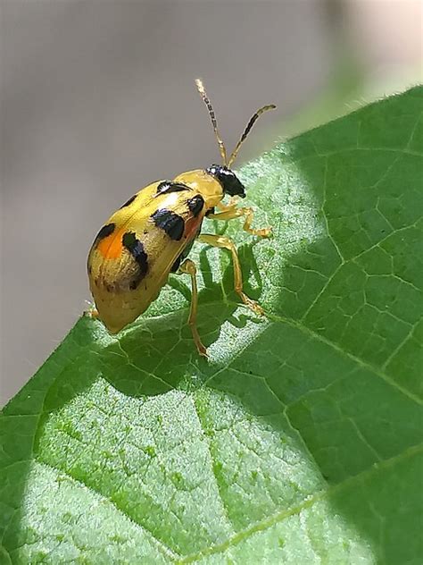 Ladybug Insect Leaf Free Photo On Pixabay Pixabay