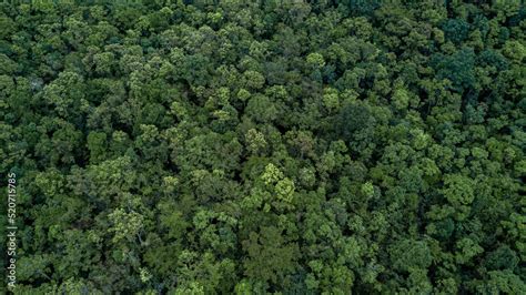 Aerial Top View Green Forest Tree Texture And Background Tropical Rainforest Ecosystem Ecology